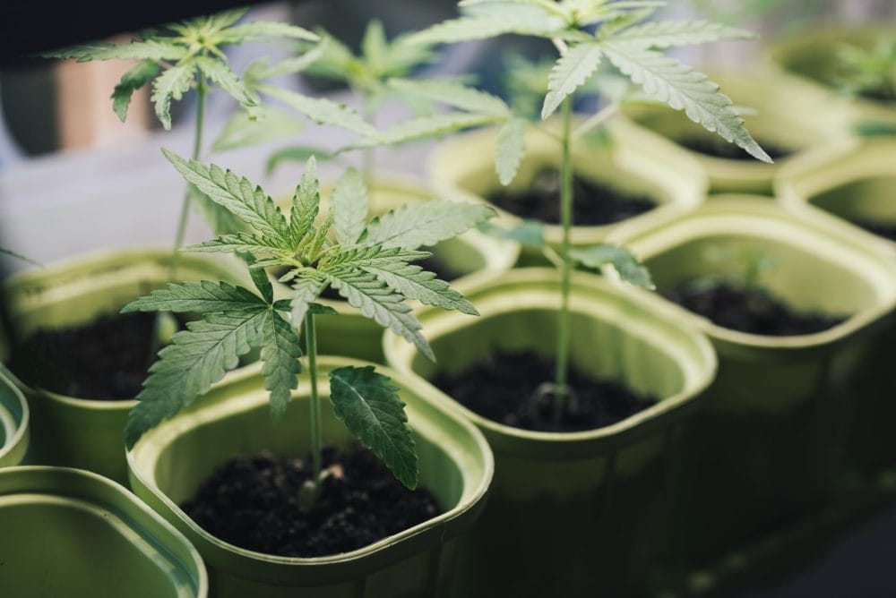 Jonathan Udell, Rose Law Group cannabis department co-chair, talks to ...